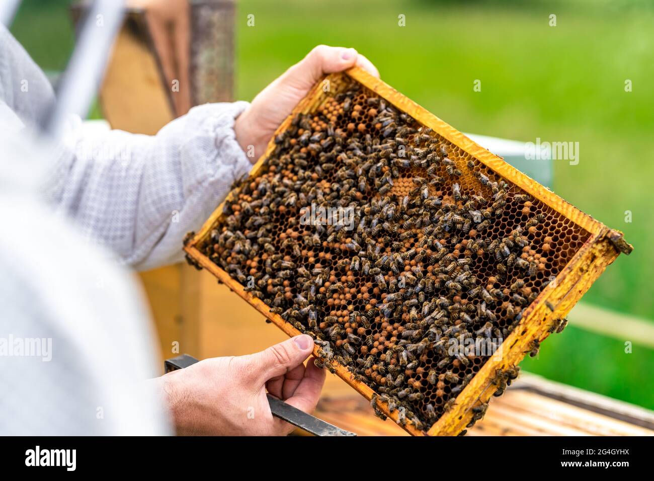 wax frame in bee hive, honey production Stock Photo - Alamy