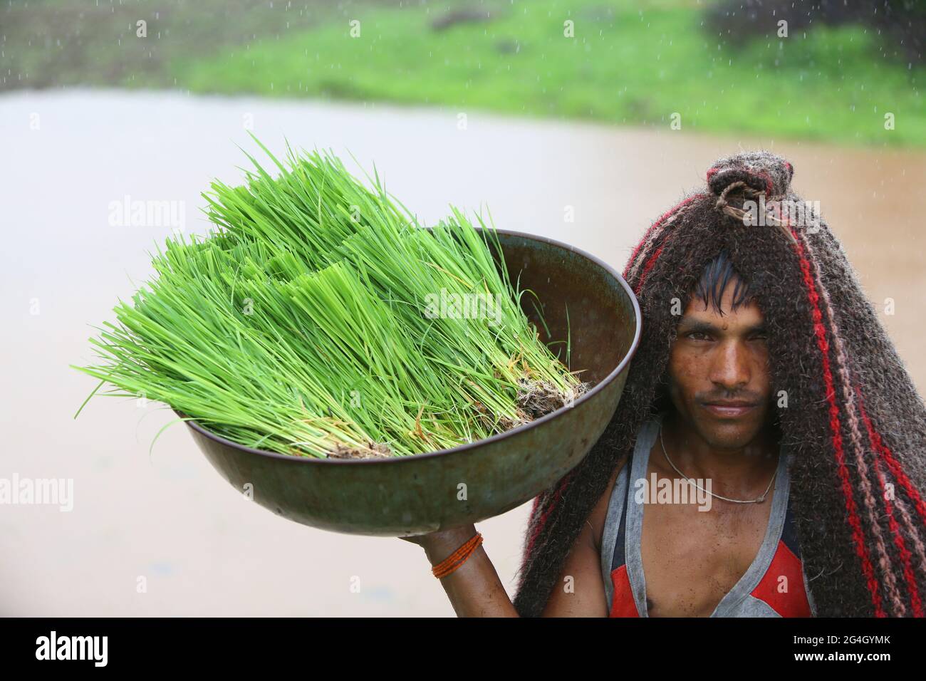 Man carrying rice paddy field hi-res stock photography and images - Alamy