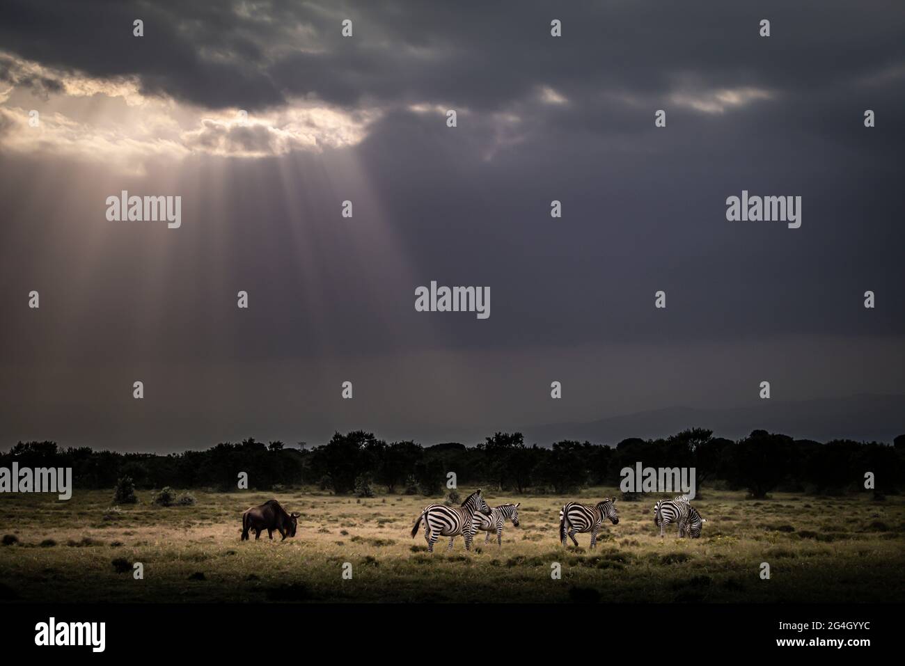 Zebra during the recce of the 2021 Safari Rally Kenya, 6th round of the ...