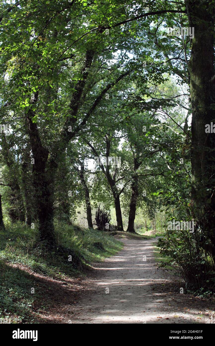 A path in the forest between beautiful trees Stock Photo - Alamy