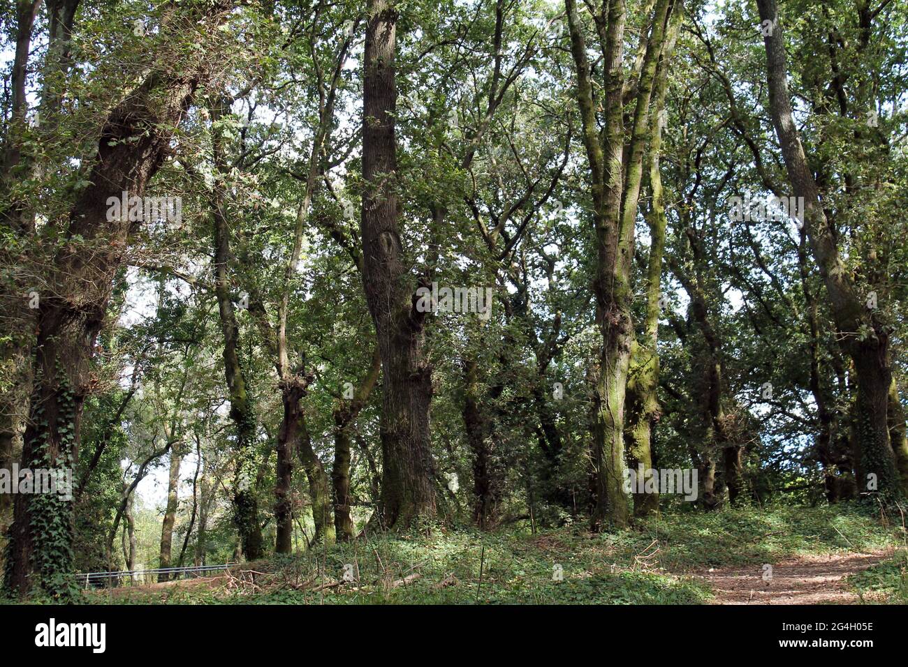 Crowded trees hi-res stock photography and images - Alamy