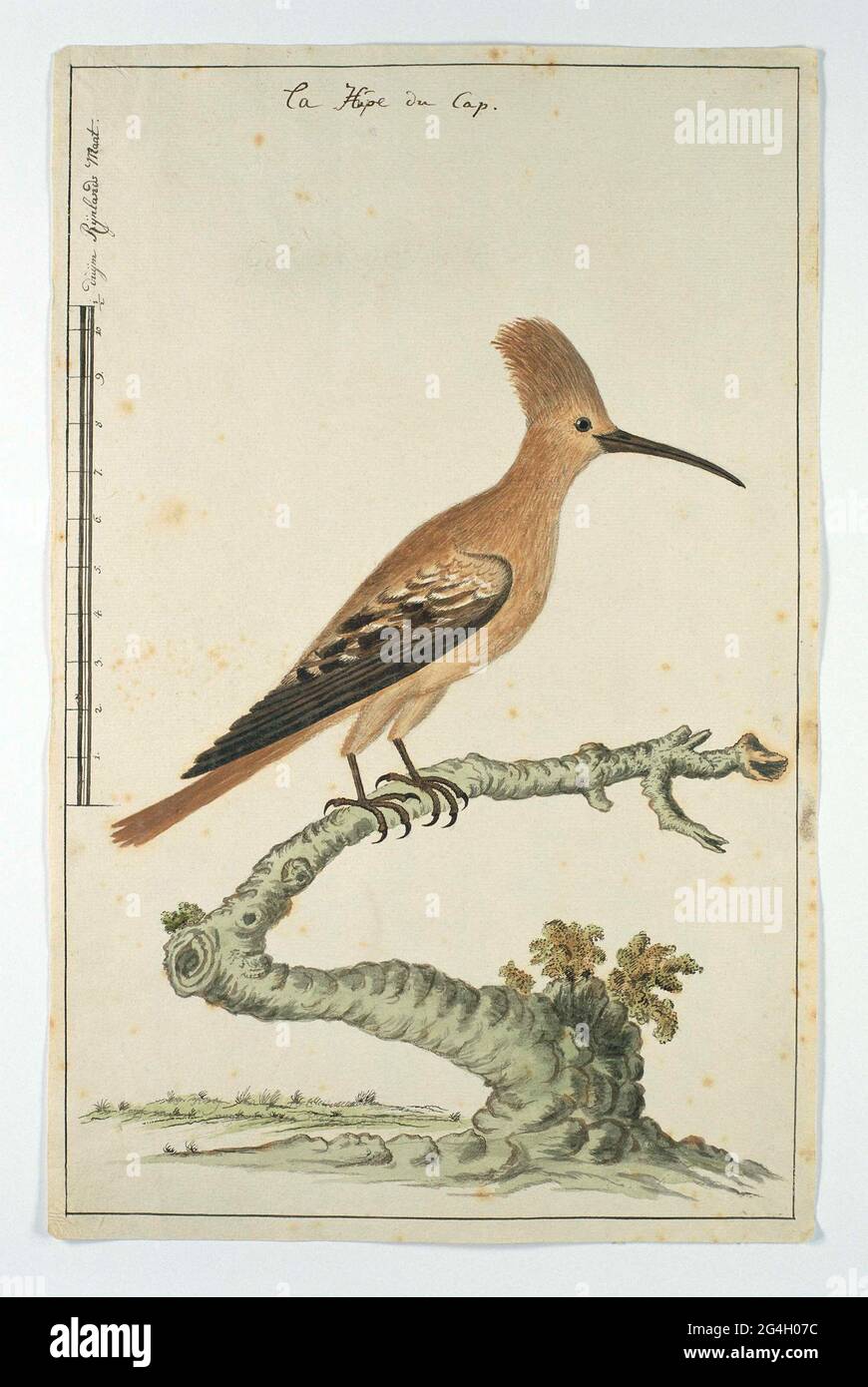 . Bird Study: Hop (Upapa Africana), with Scale in Rhineland Stock Photo ...