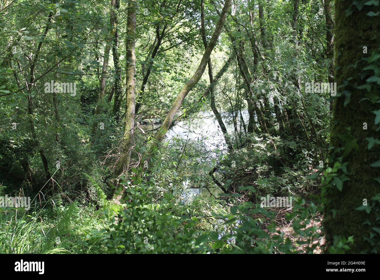 The thick of the woods, with lots of trees, bushes and any other type ...