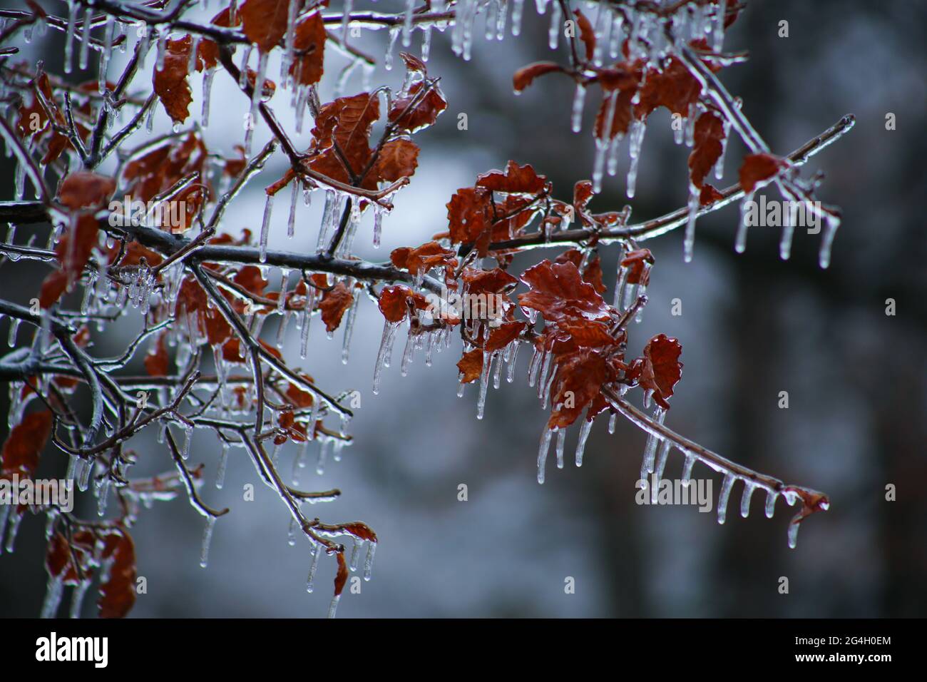 A branch frozen in an ice storm Stock Photo - Alamy