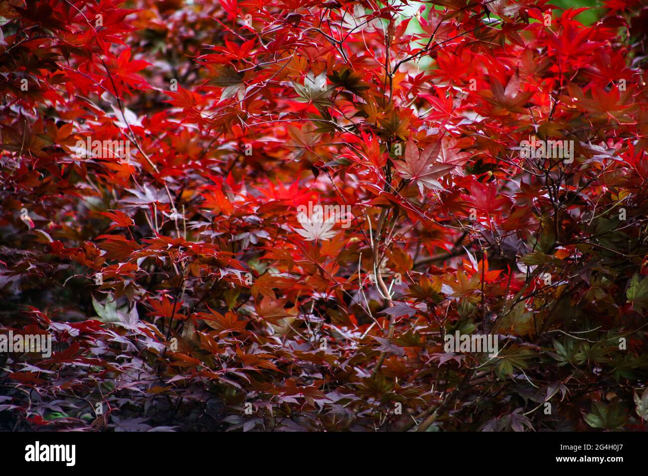 The red leaves of a tree Stock Photo - Alamy
