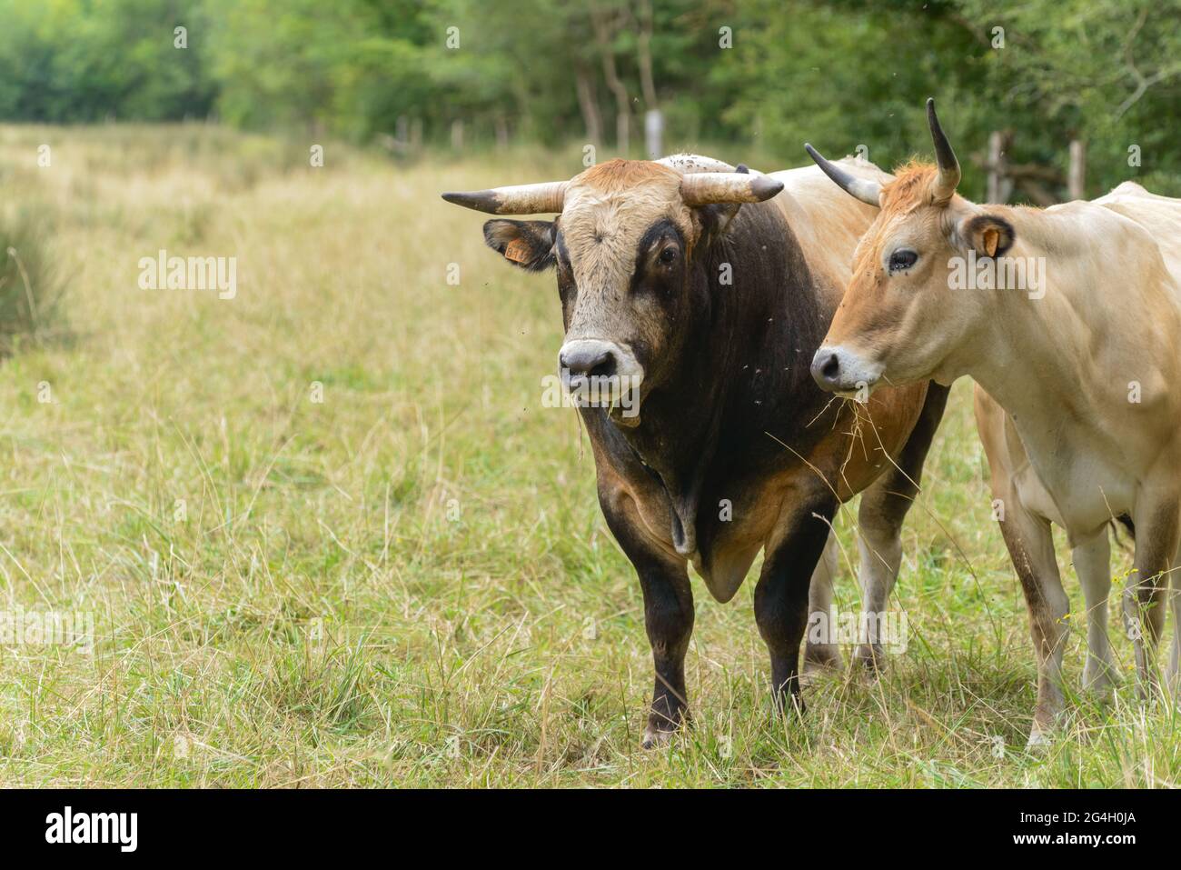 Cow and bull from rare cattle breed La Maraichine grazing in fields in ...