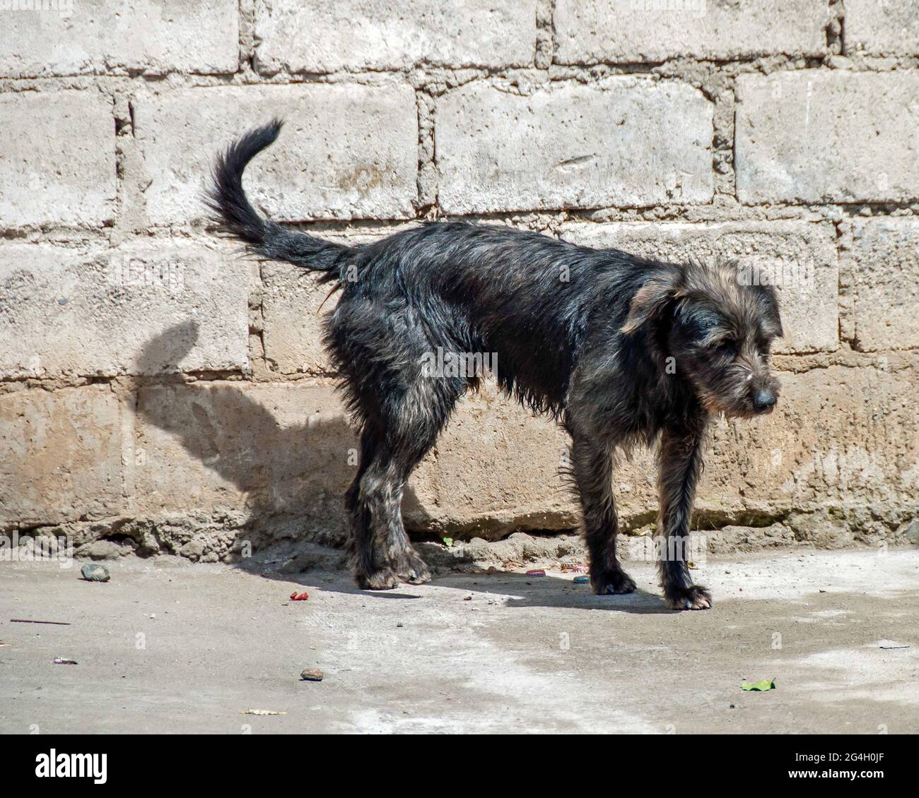 Cotacachi dogs hi-res stock photography and images - Alamy
