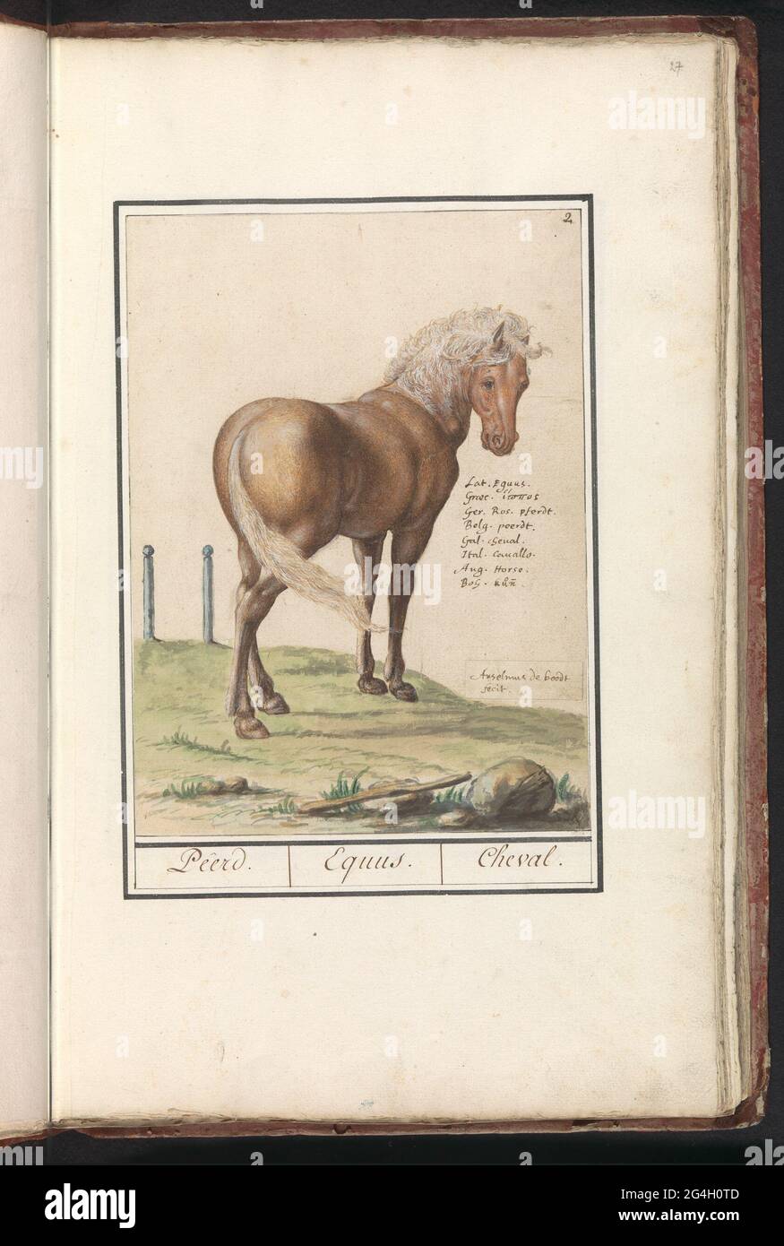 Horse (Equus ferus caballus); Pierce. / Equus. / Cheval .. Horse ...