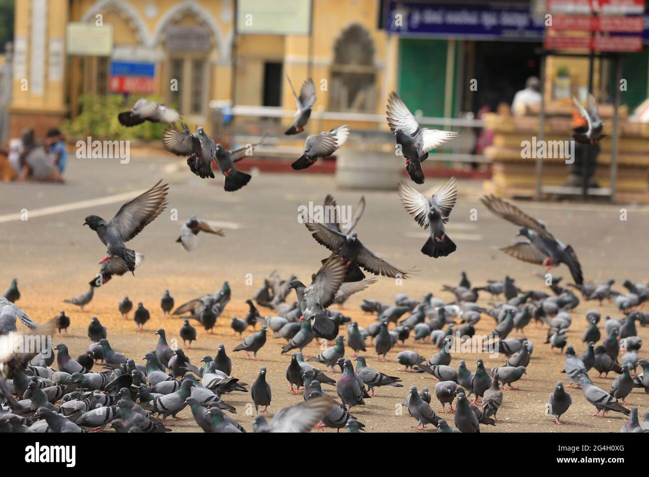 flying until u reach the destination Stock Photo - Alamy