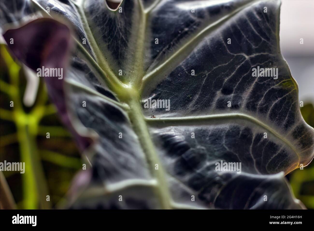 Abstract background shot showing leaf of Alocasia plant, it is a genus ...