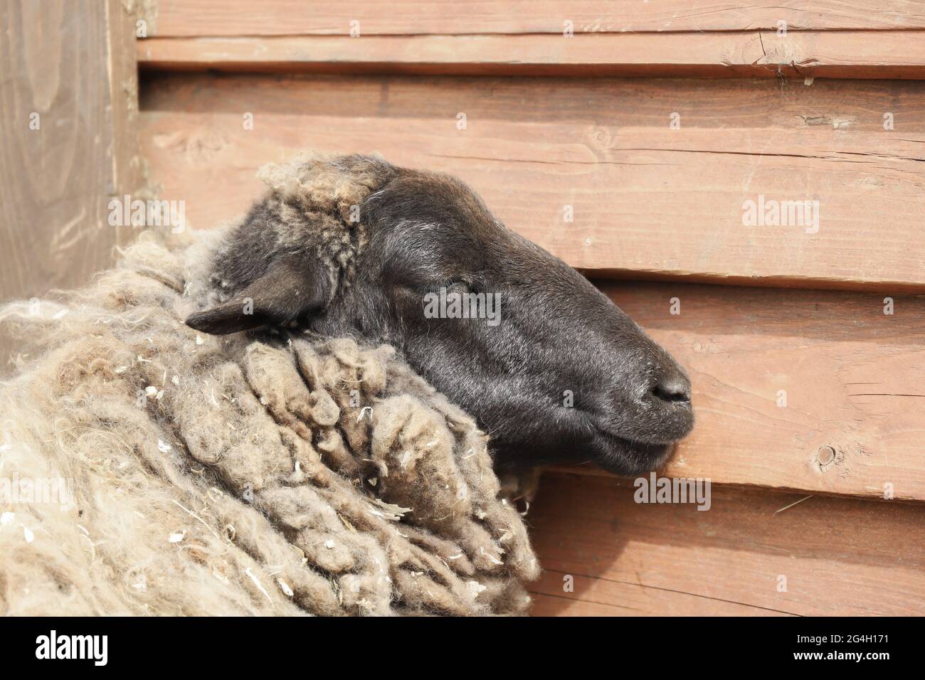 Lazy sheep slumber next to the wall on a sunny day Stock Photo - Alamy