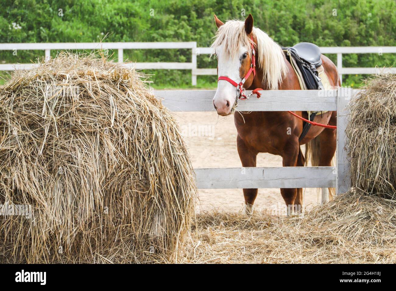 Saddled red white horse stands in the arena a on a summer day Stock ...