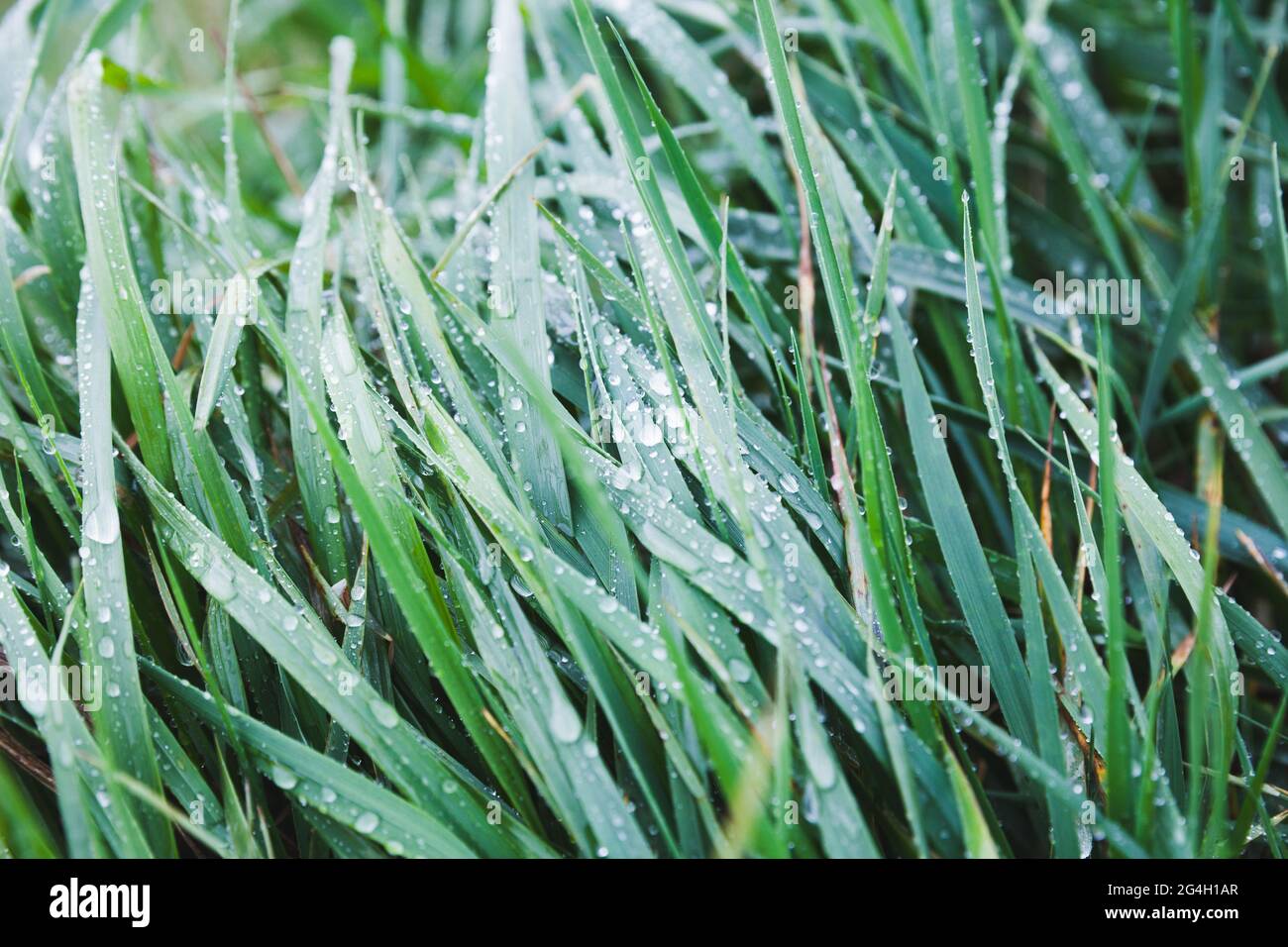 Green grass with dew in a cold summer morning. Natural background photo ...