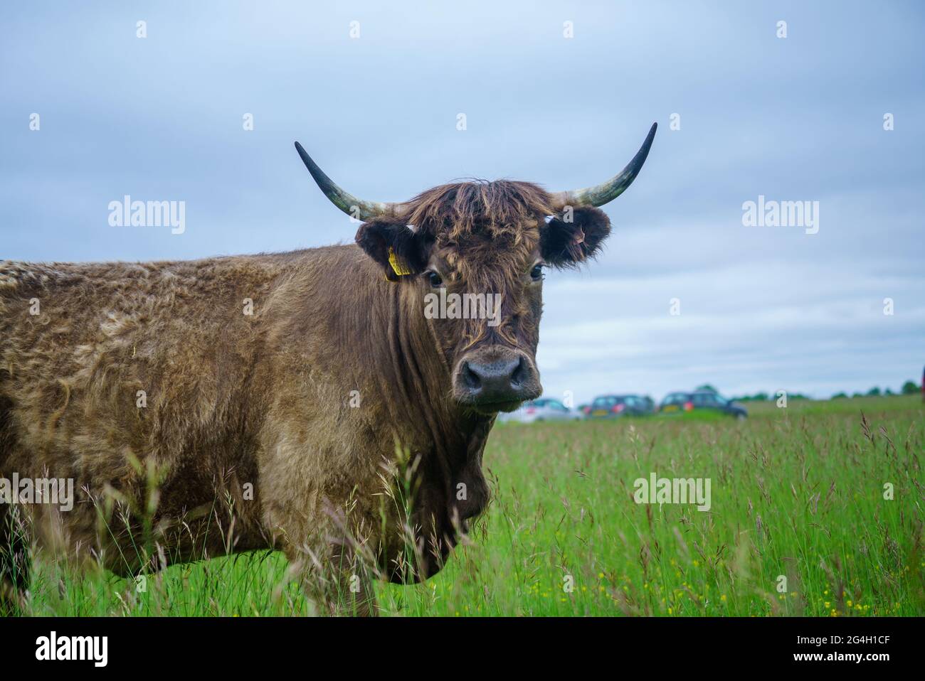 Long-haired Scottish Cattle in Cotswolds, Gloucestershire Stock Photo ...