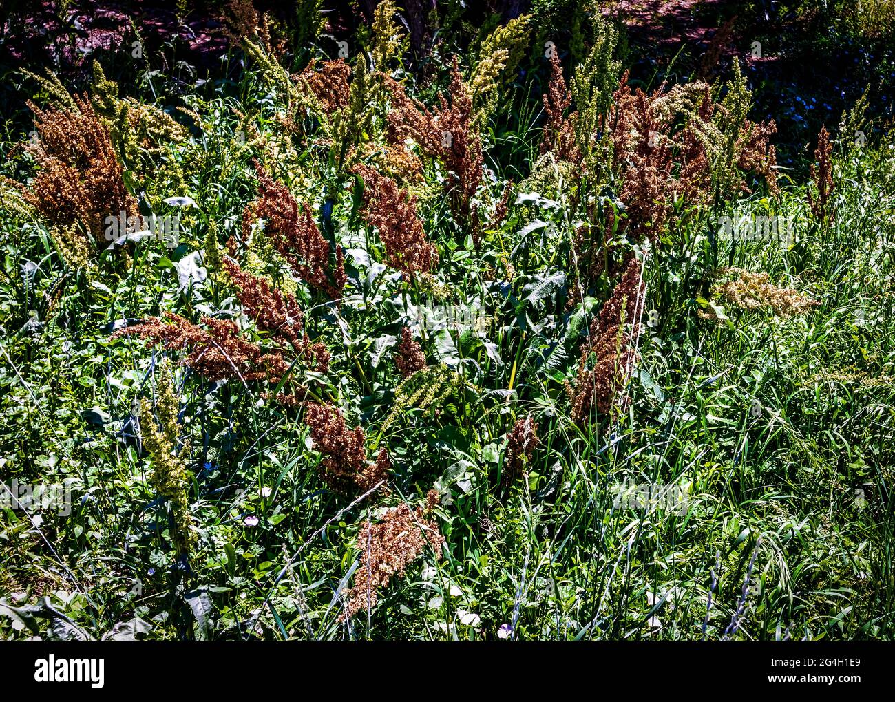Green grass grows with dark brown weeds, probably rag weed, in a meadow ...