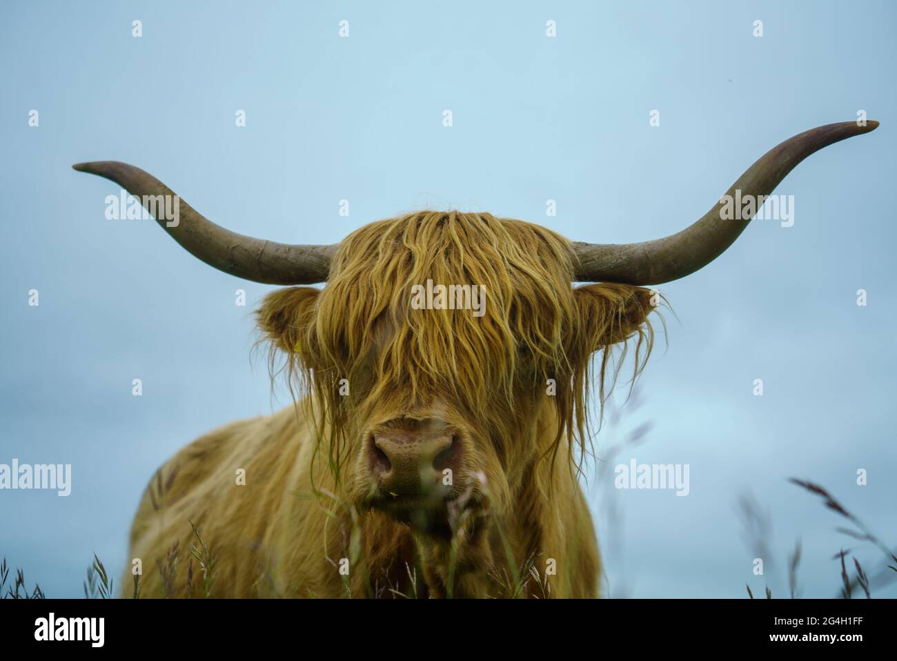 Long-haired Scottish Cattle in Cotswolds, Gloucestershire Stock Photo ...