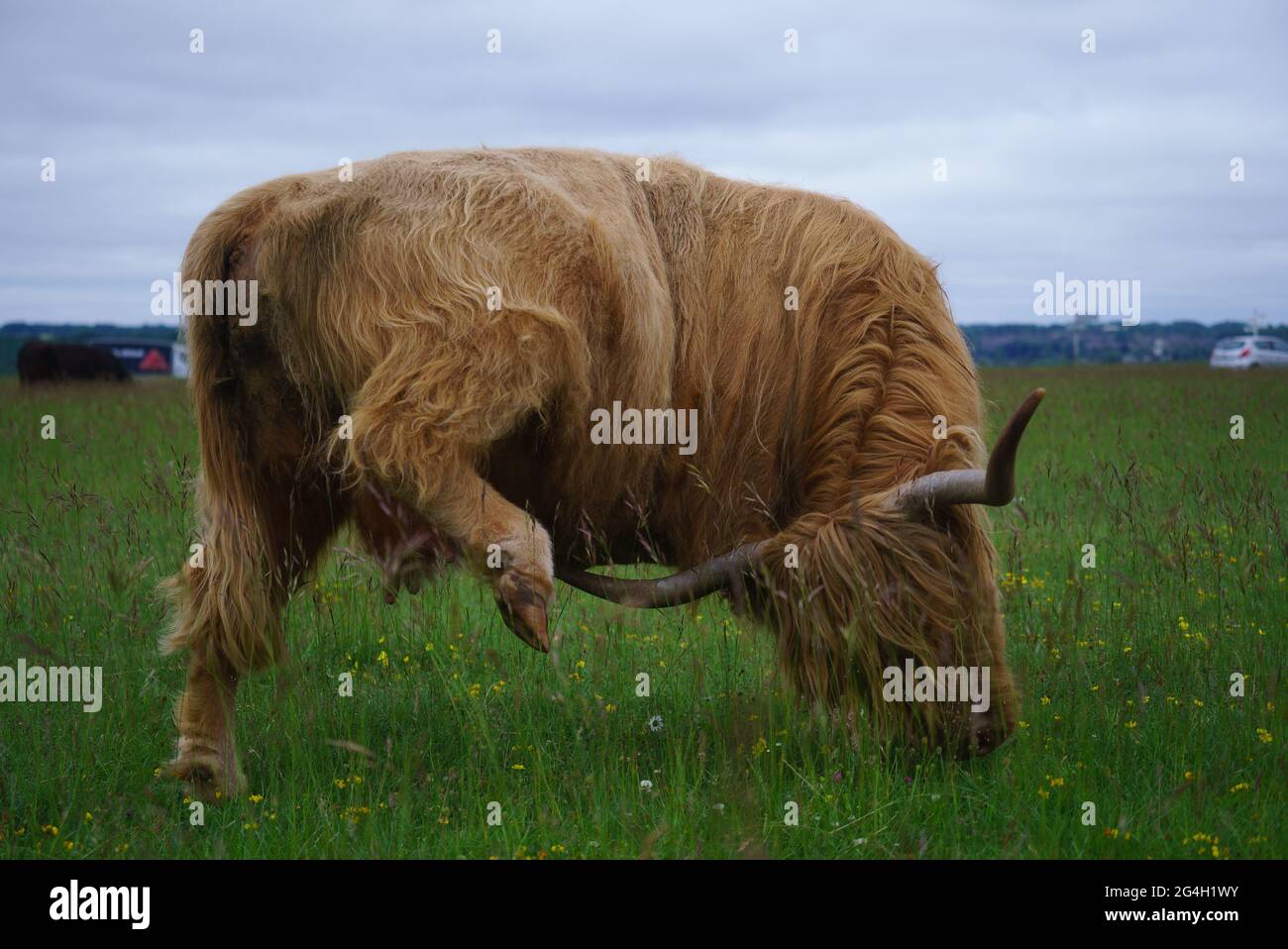 Long-haired Scottish Cattle in Cotswolds, Gloucestershire Stock Photo ...