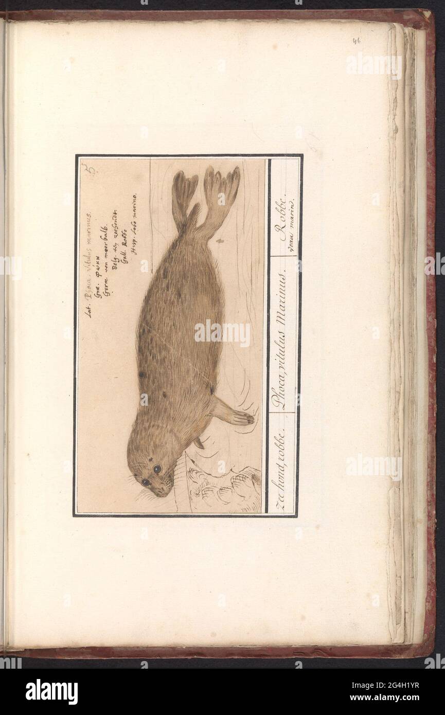 Seal (Phocidae); Sea dog, Robbe. / Phoca, vitulus marinus. / Robbe ...