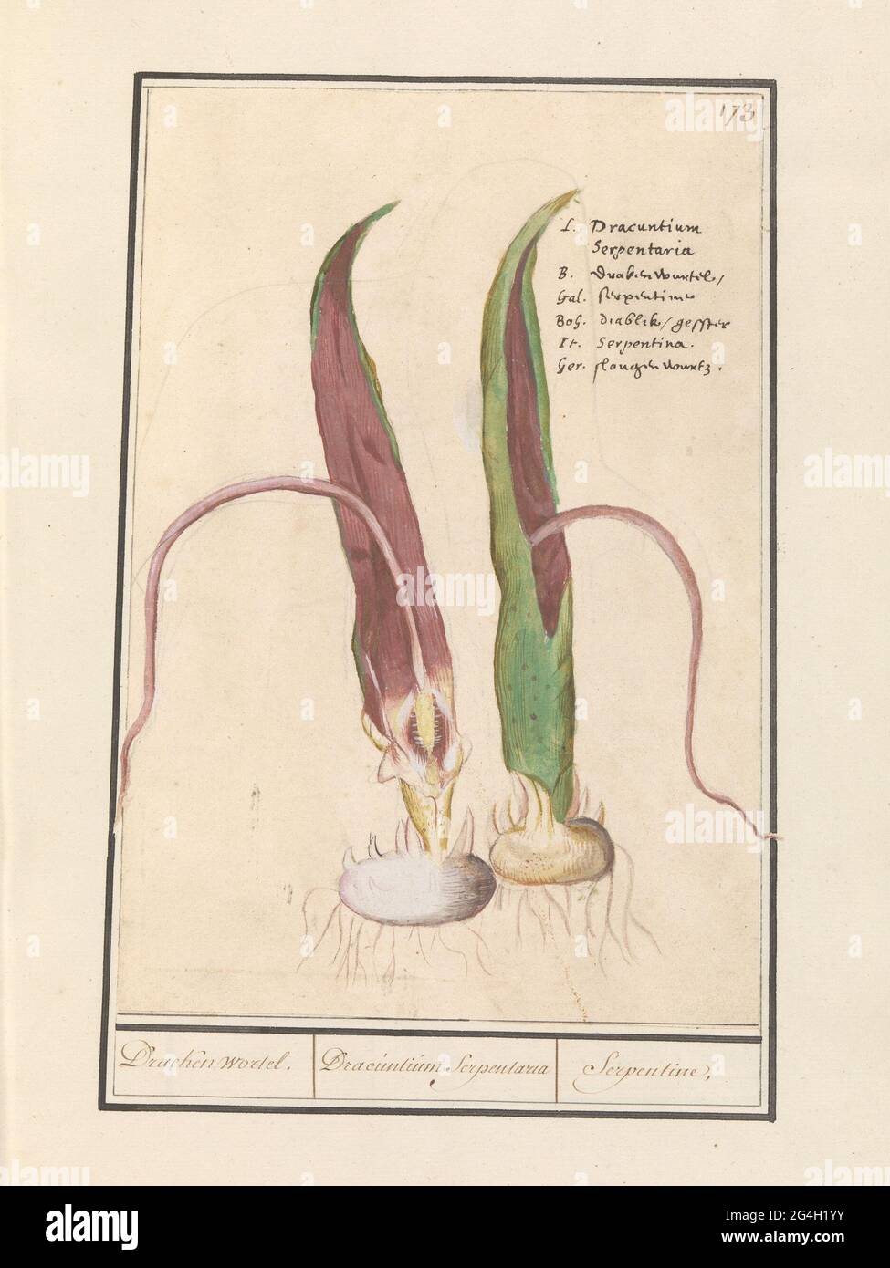 Dragon root (Dracunculus vulgaris); Draecken root. / Dracuntium ...
