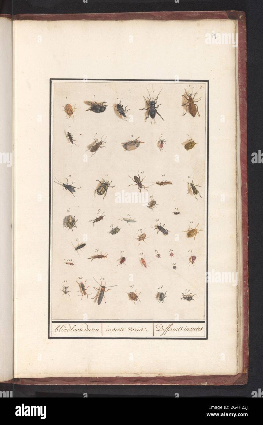 Sheet with thirty-nine insects; Bloodless animals. / Insecte variae ...