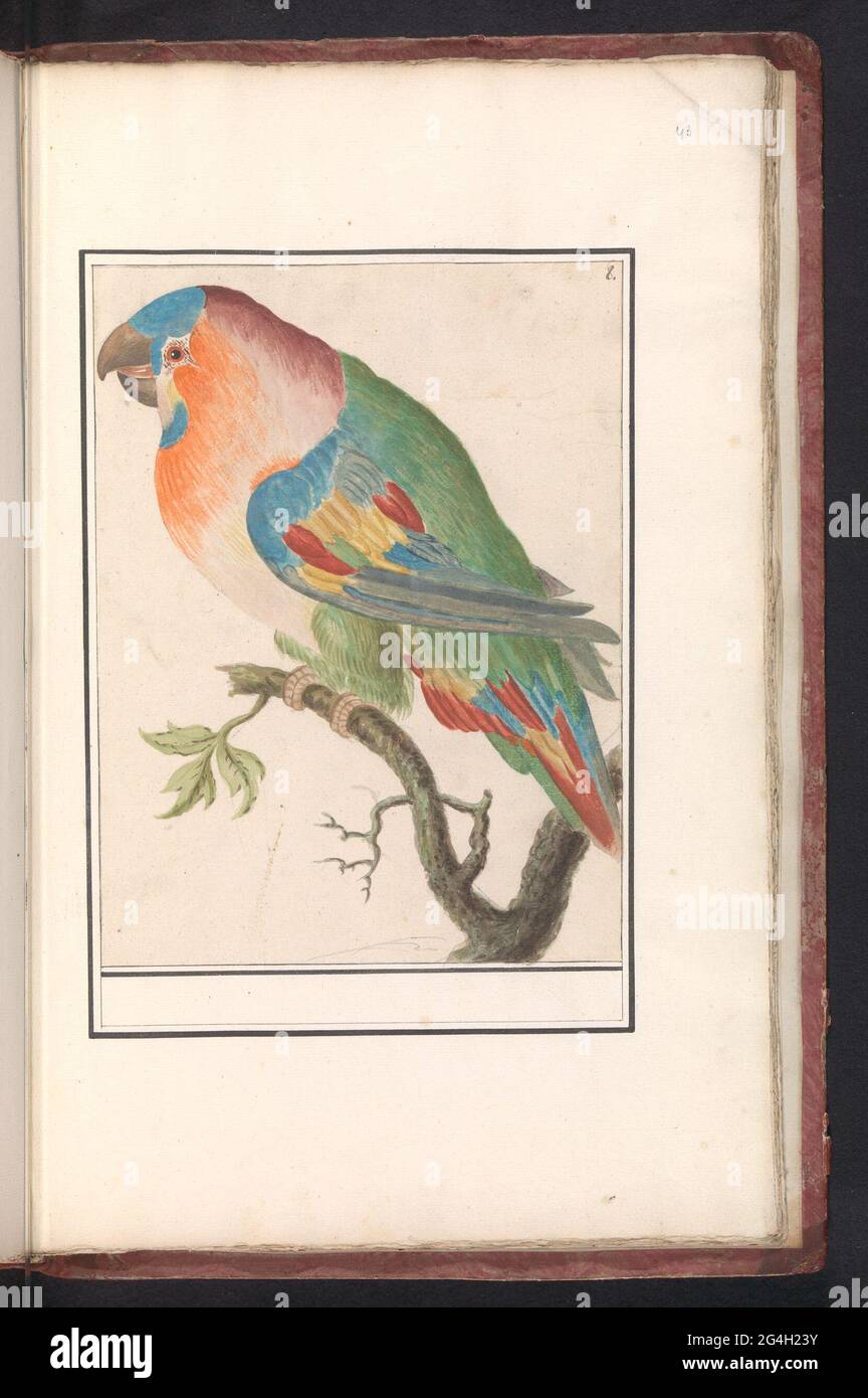 Parrot. Parrot. Numbered at the top right: 8. Part of the second album ...