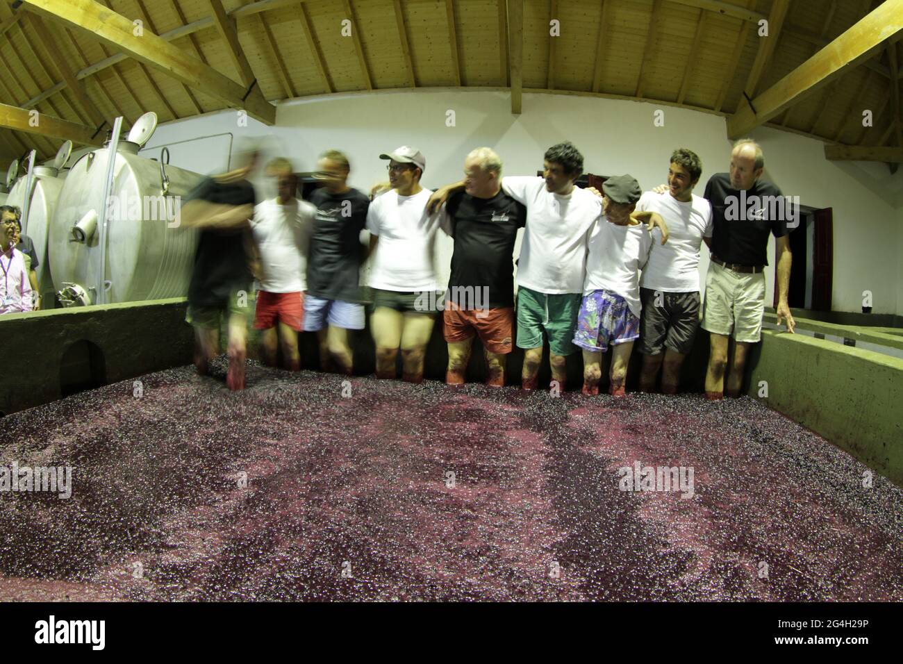 Grape treading hi-res stock photography and images - Alamy