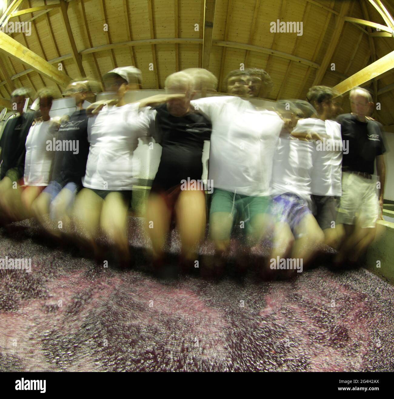 Grape treading stomping pigeage hi-res stock photography and images - Alamy