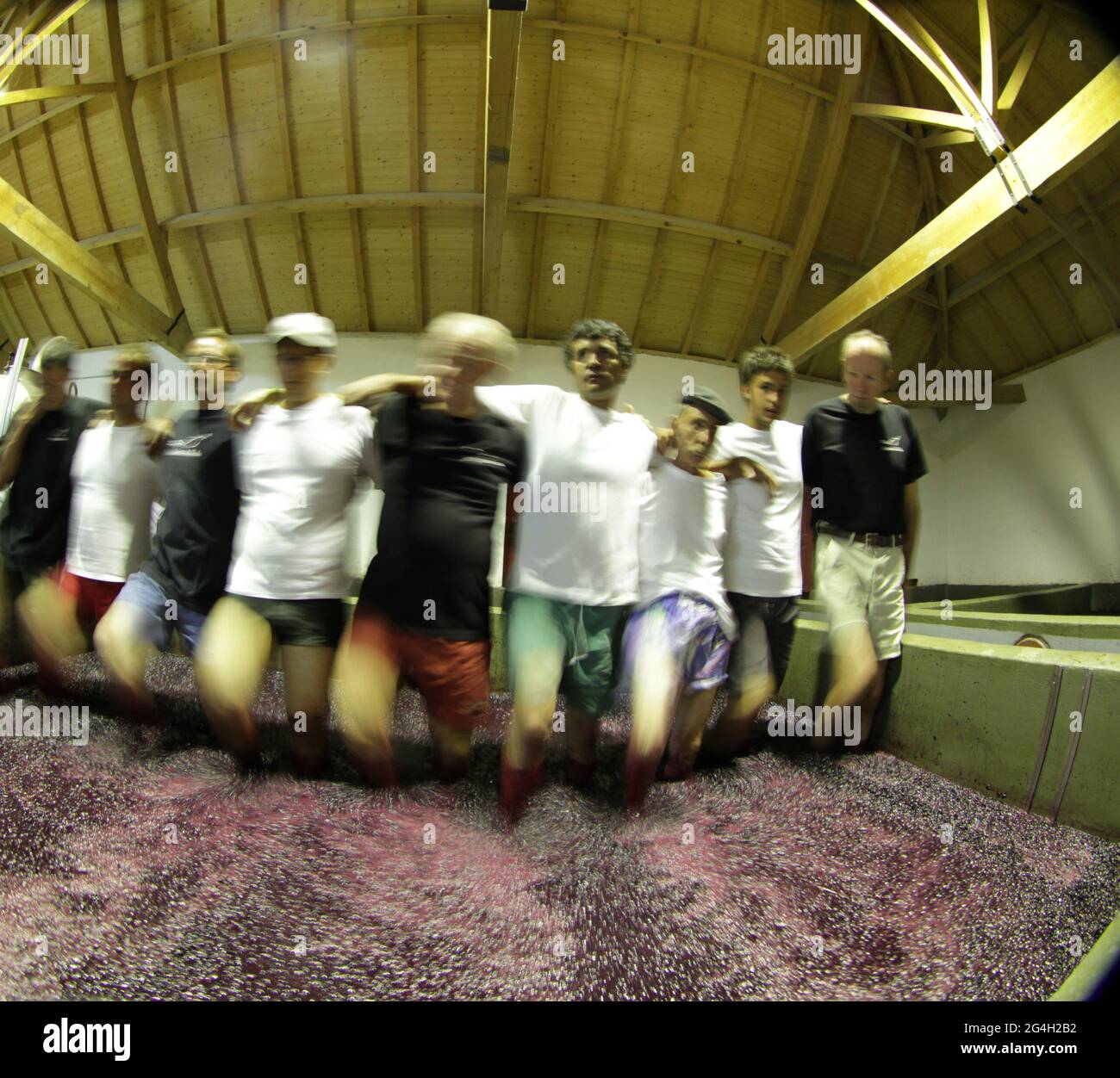 Treading grape hi-res stock photography and images - Alamy