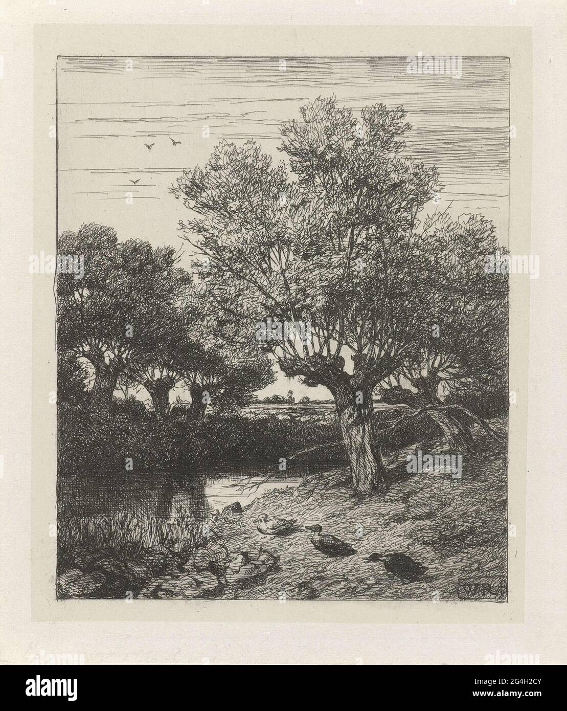 . Meadow landscape with pollard willows on waterfront of a ditch. There ...