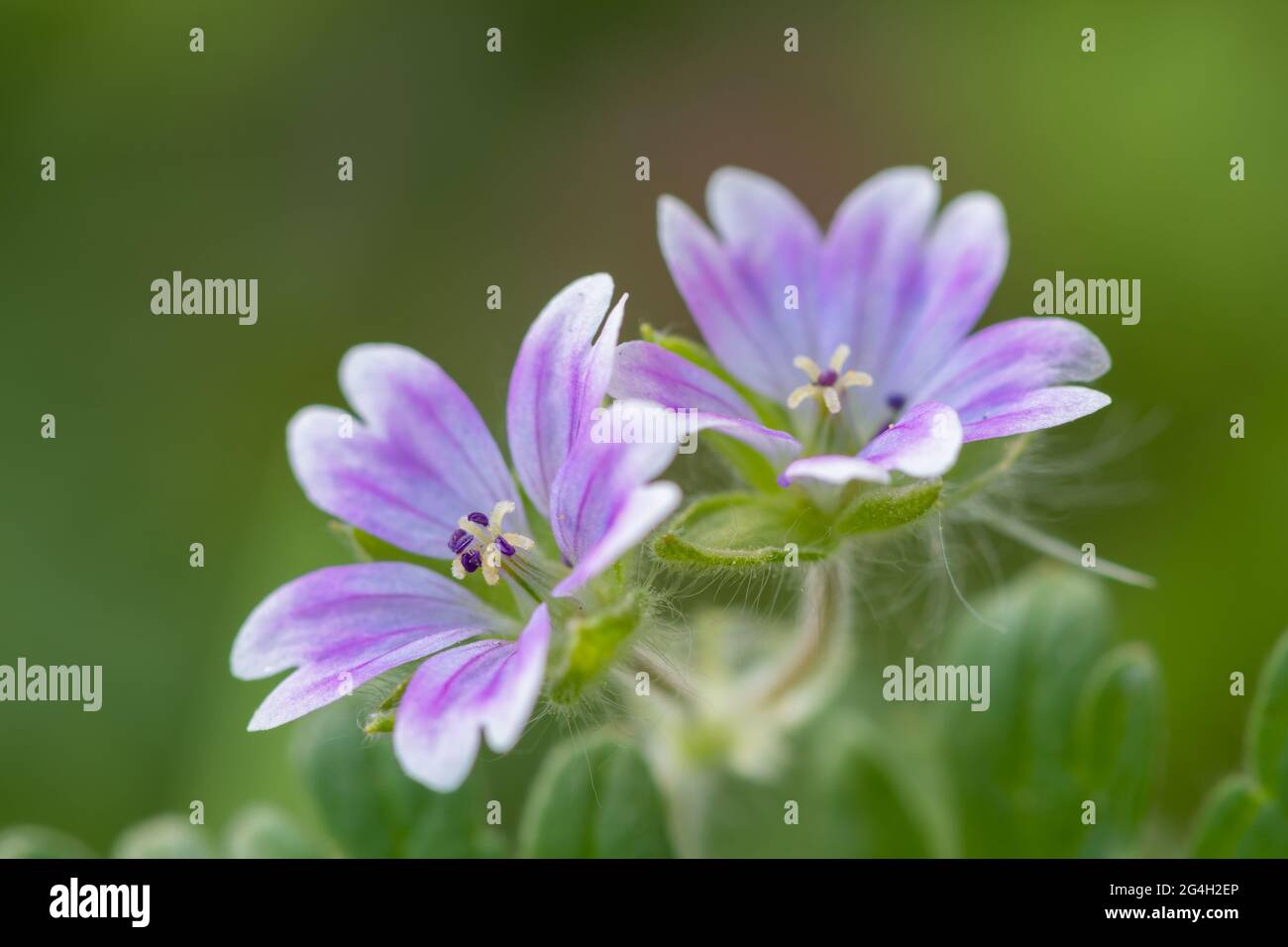 Macro shot of doves foot geranium (geranium molle) flowers in bloom ...