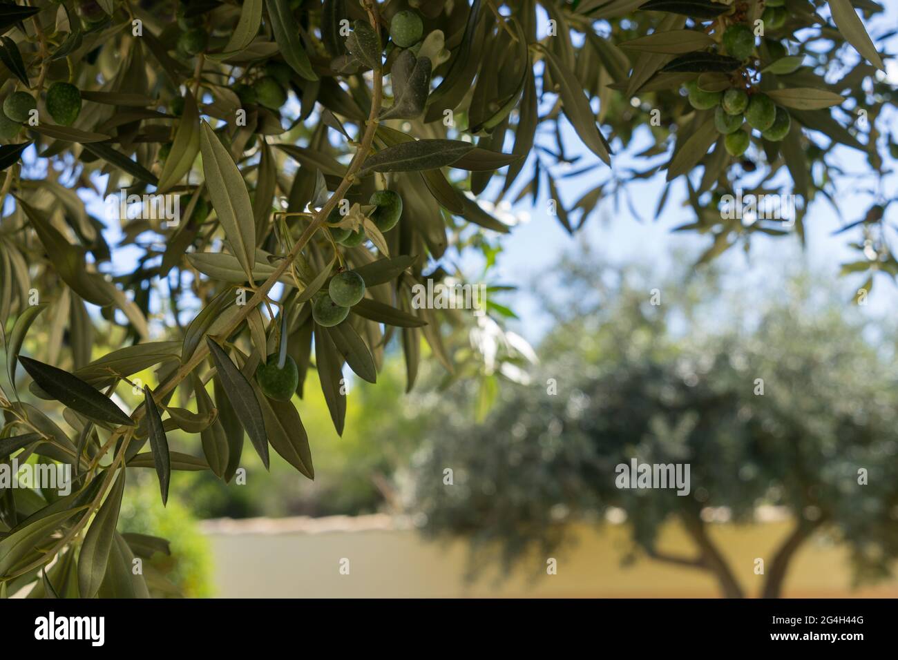 green olives growing on the olive tree in the mediterranean garden ...