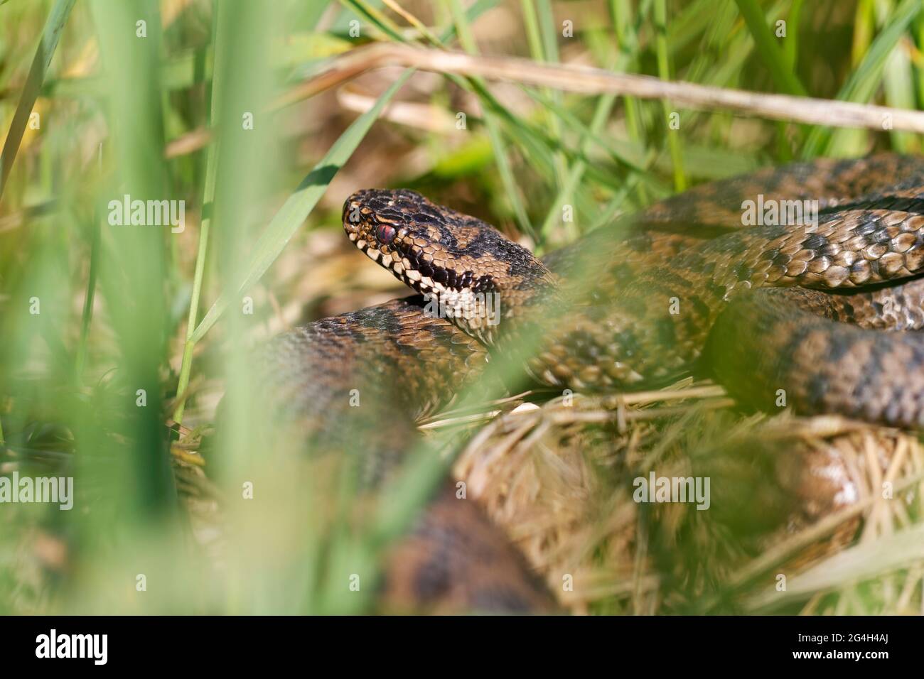 Male and female northern adder vipera berus hi-res stock photography ...