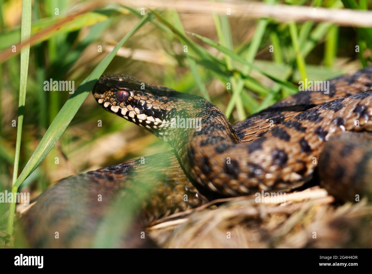 Male and female northern adder vipera berus hi-res stock photography ...