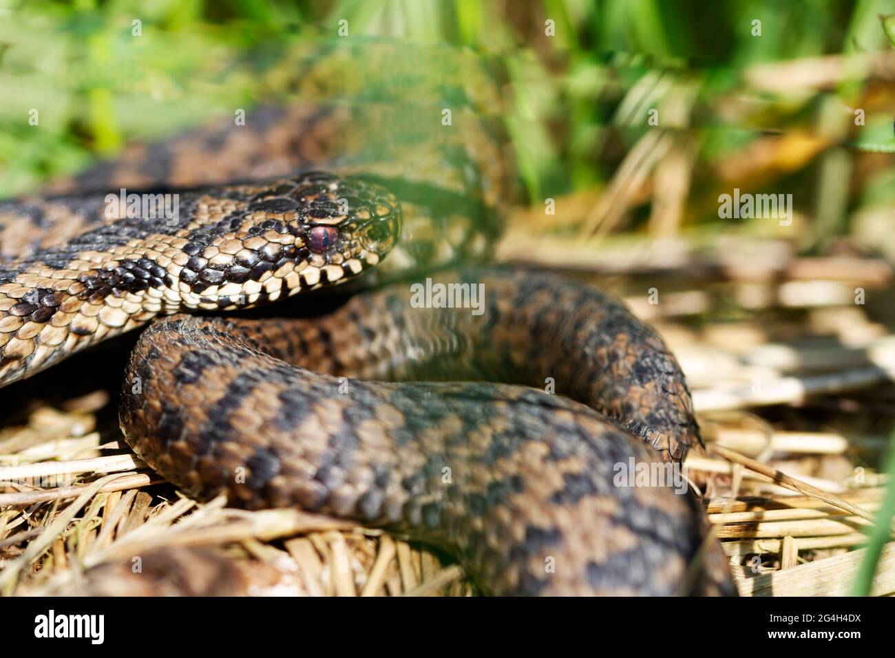 Common European Adder Vipera berus in portrait close-up Stock Photo - Alamy