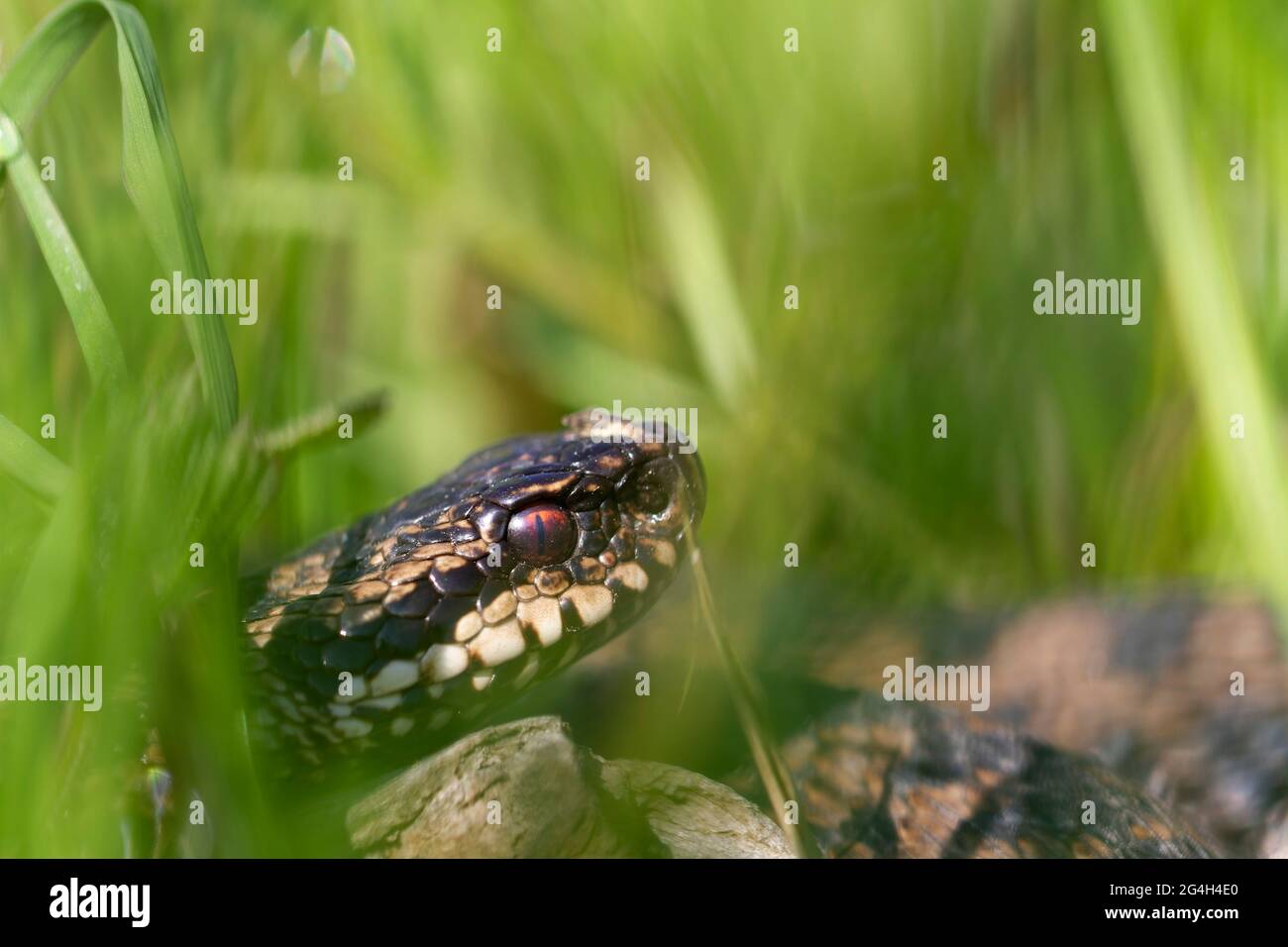Male and female northern adder vipera berus hi-res stock photography ...