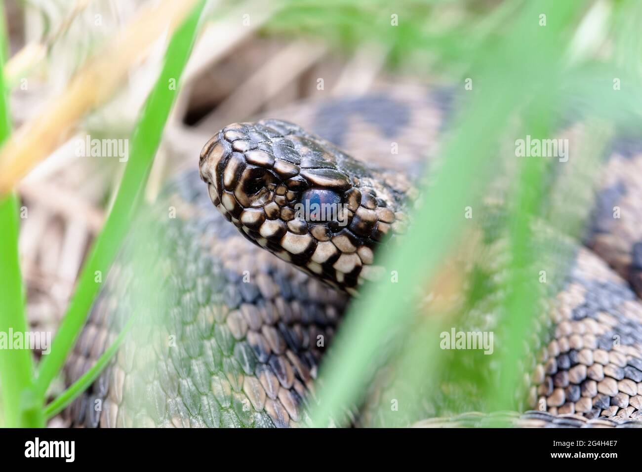 Male and female northern adder vipera berus hi-res stock photography ...