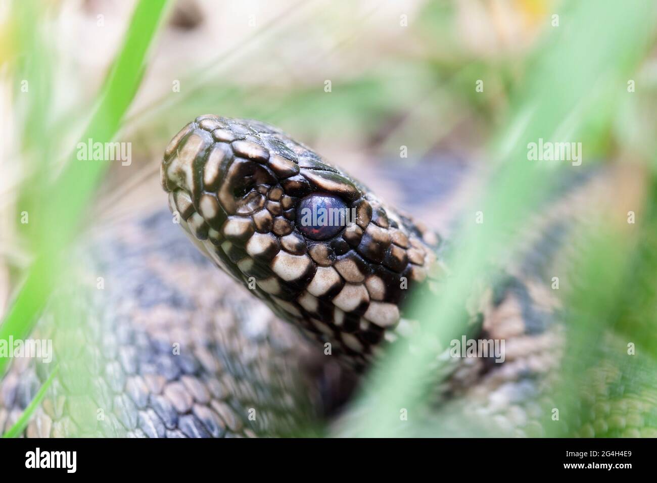 Male and female northern adder vipera berus hi-res stock photography ...
