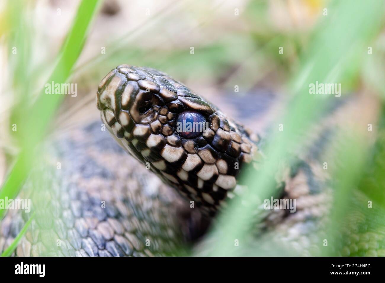 Scale common european adder hi-res stock photography and images - Alamy