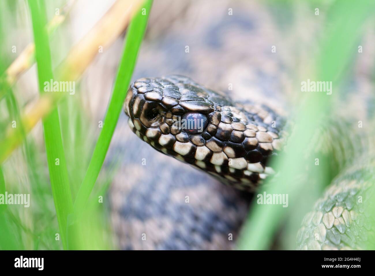 Scale common european adder hi-res stock photography and images - Alamy