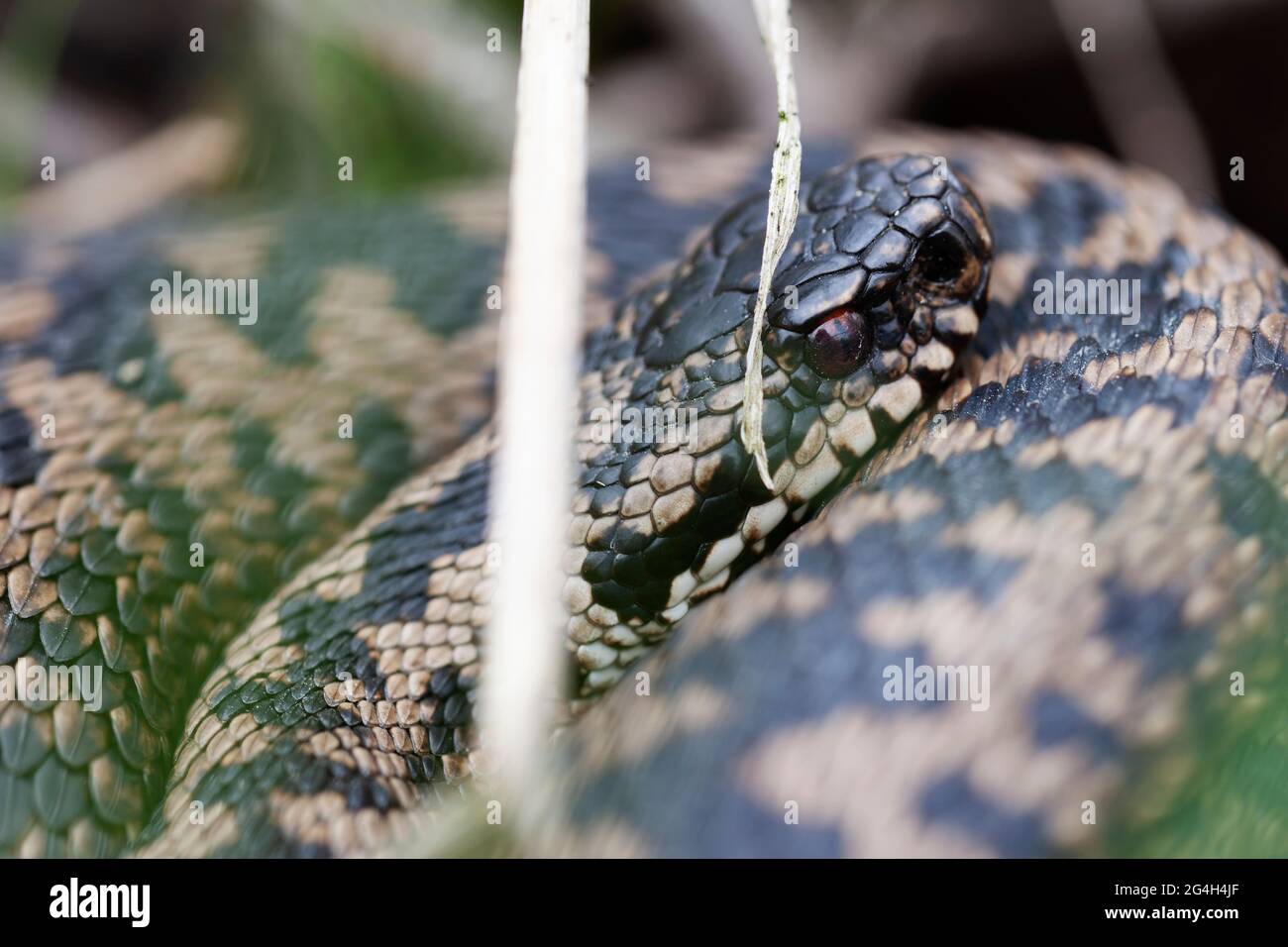 Common European Adder Vipera berus in portrait close-up Stock Photo - Alamy