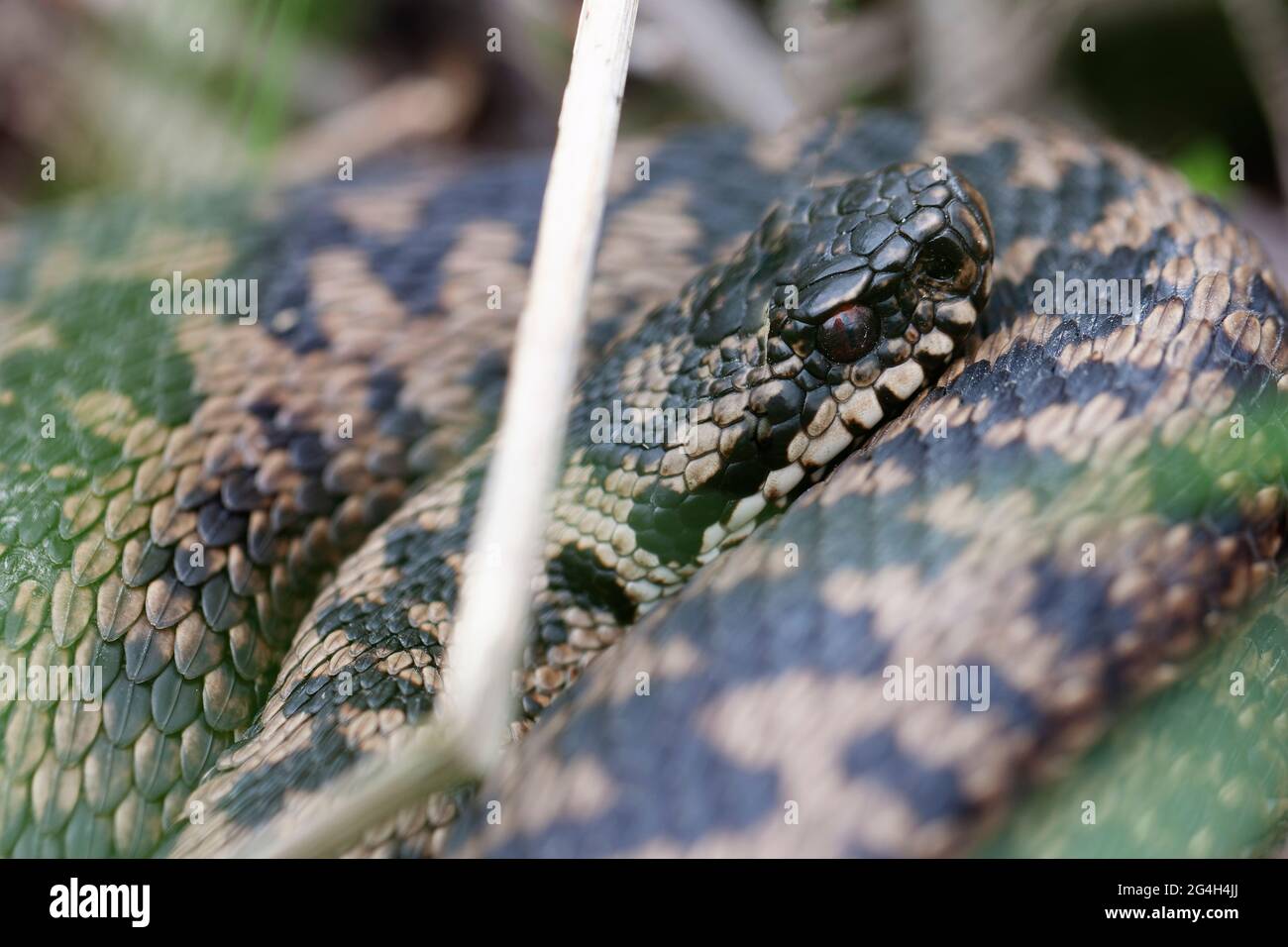 Male and female northern adder vipera berus hi-res stock photography ...