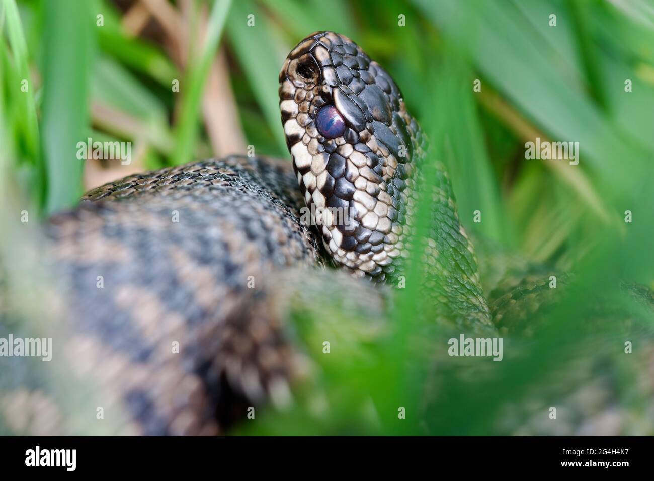 Common European Adder Vipera berus in portrait close-up Stock Photo - Alamy