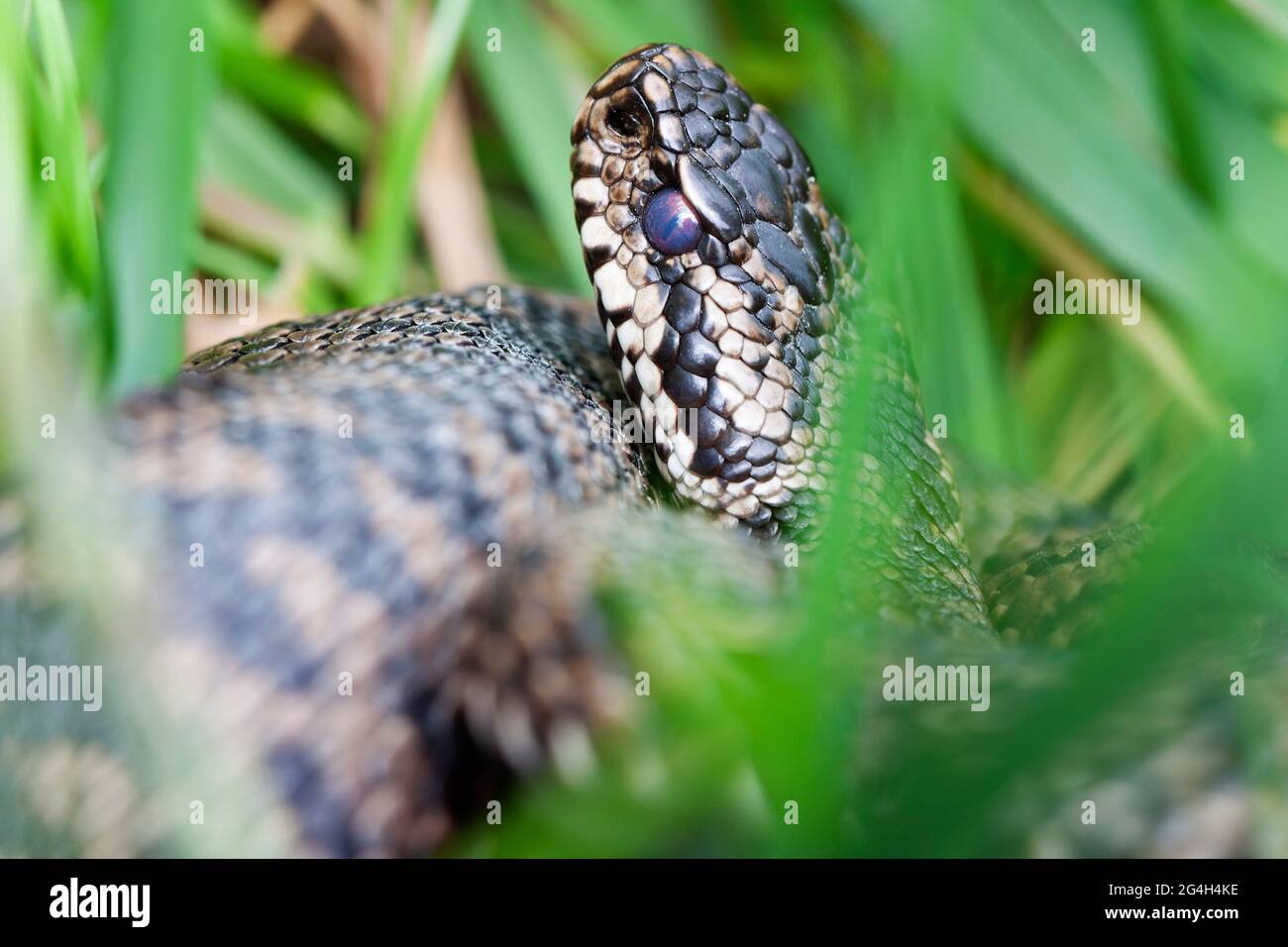 Male and female northern adder vipera berus hi-res stock photography ...