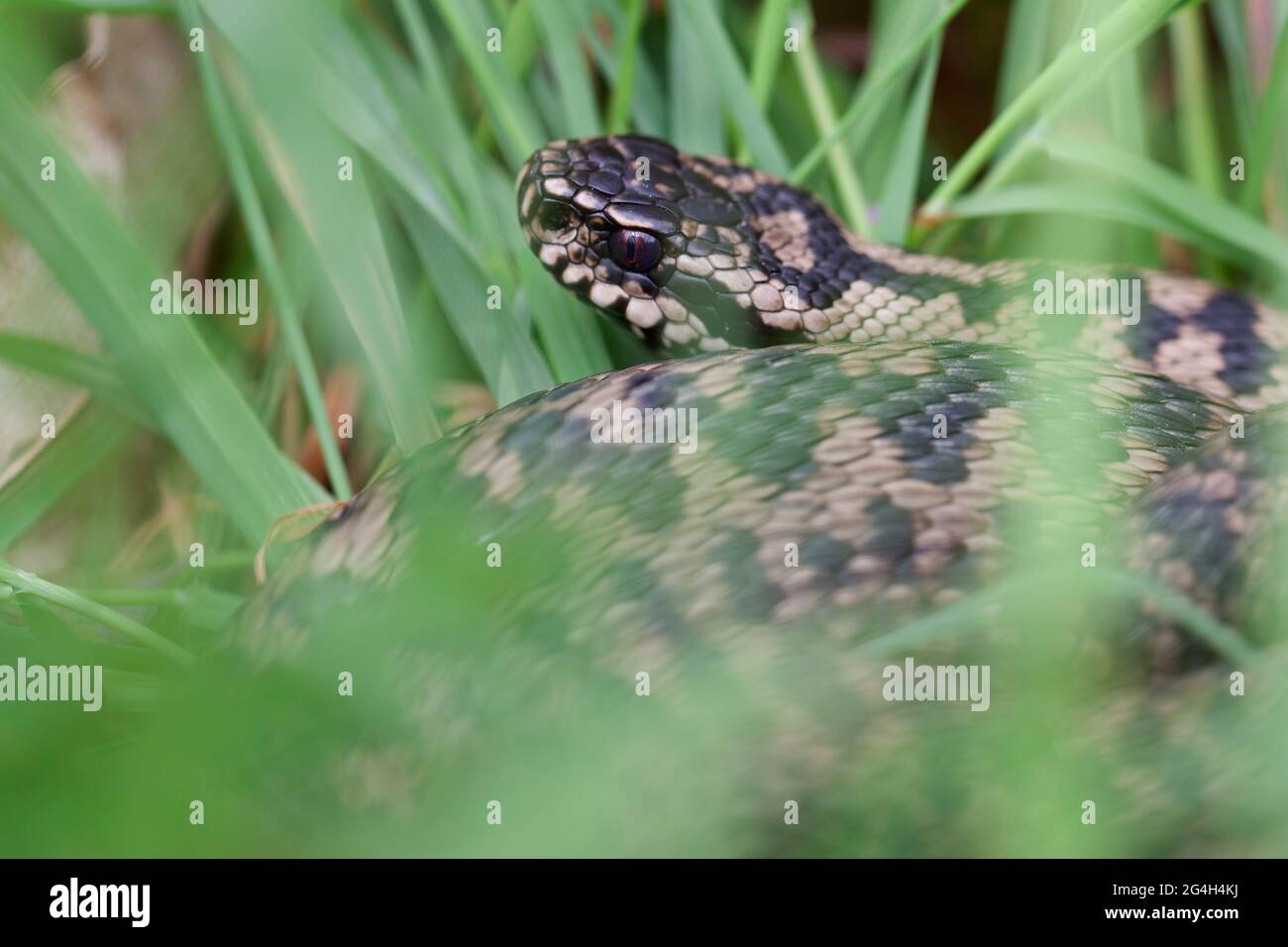 Male and female northern adder vipera berus hi-res stock photography ...