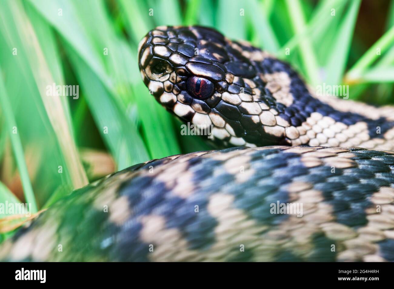 Male and female northern adder vipera berus hi-res stock photography ...