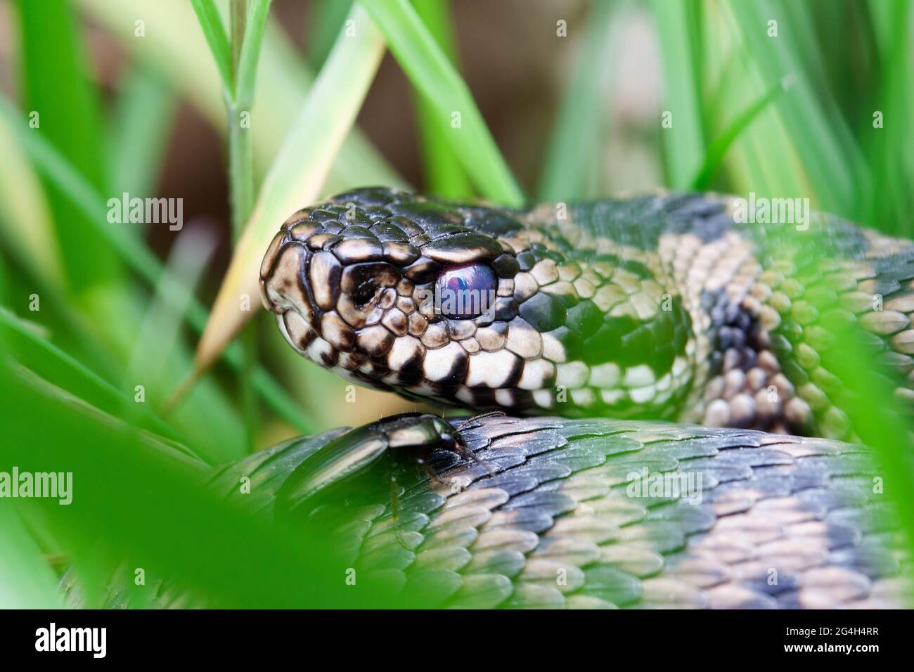 Common European Adder Vipera berus in portrait close-up Stock Photo - Alamy