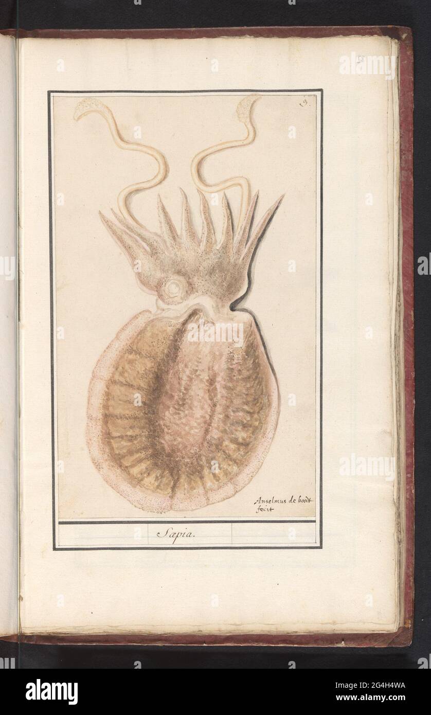 Zeekat (Sepiida); Saepia. Zeekat. Numbered at the top right: 3. Part of ...