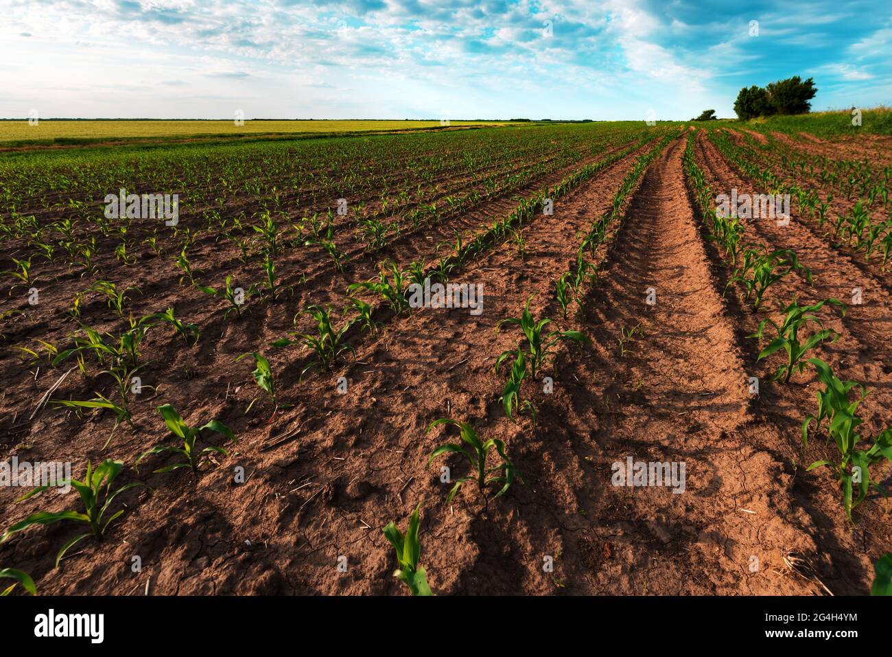 Wide plantation hi-res stock photography and images - Alamy
