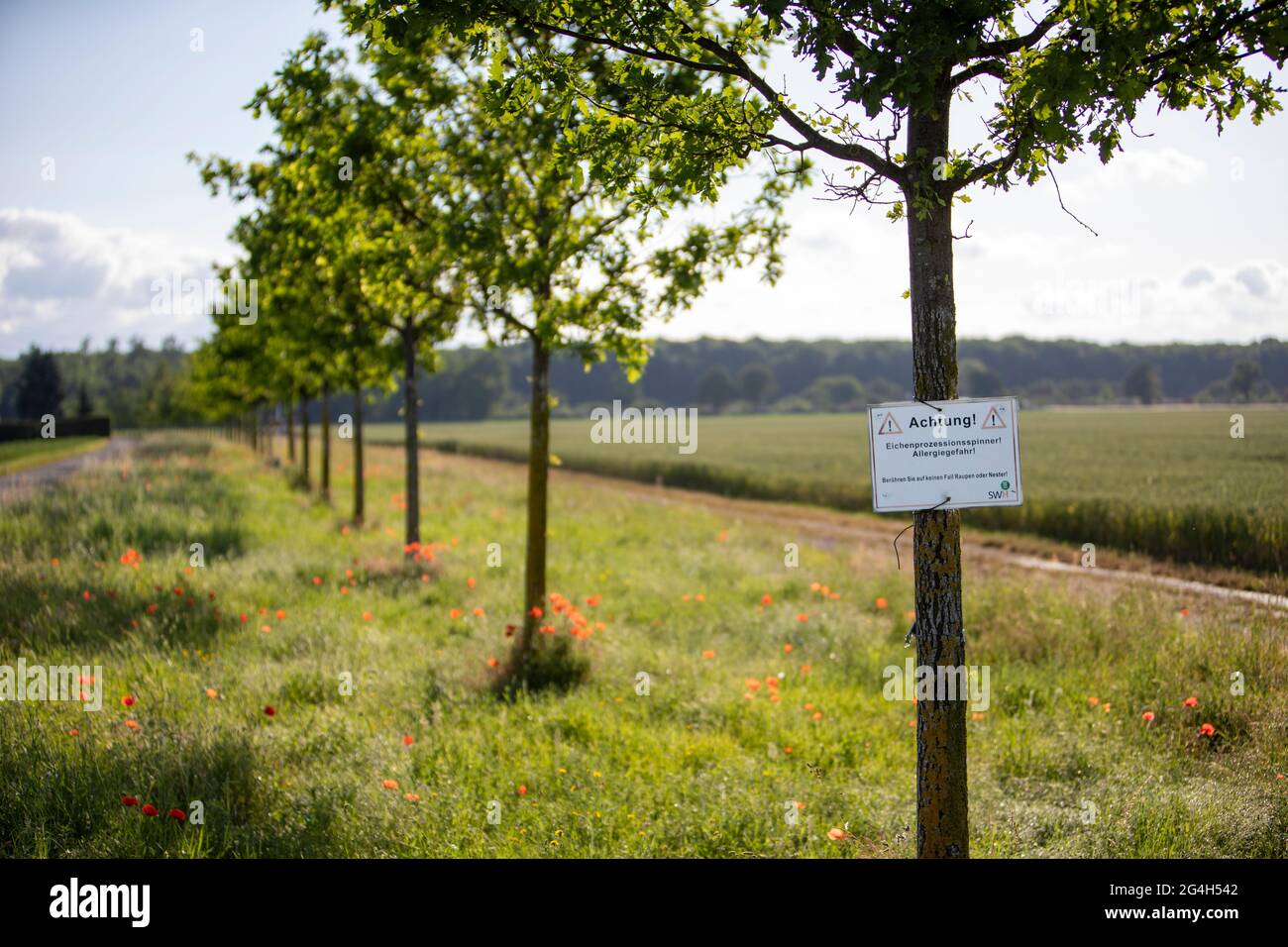 Oak processionary moth warning sign hi-res stock photography and images ...