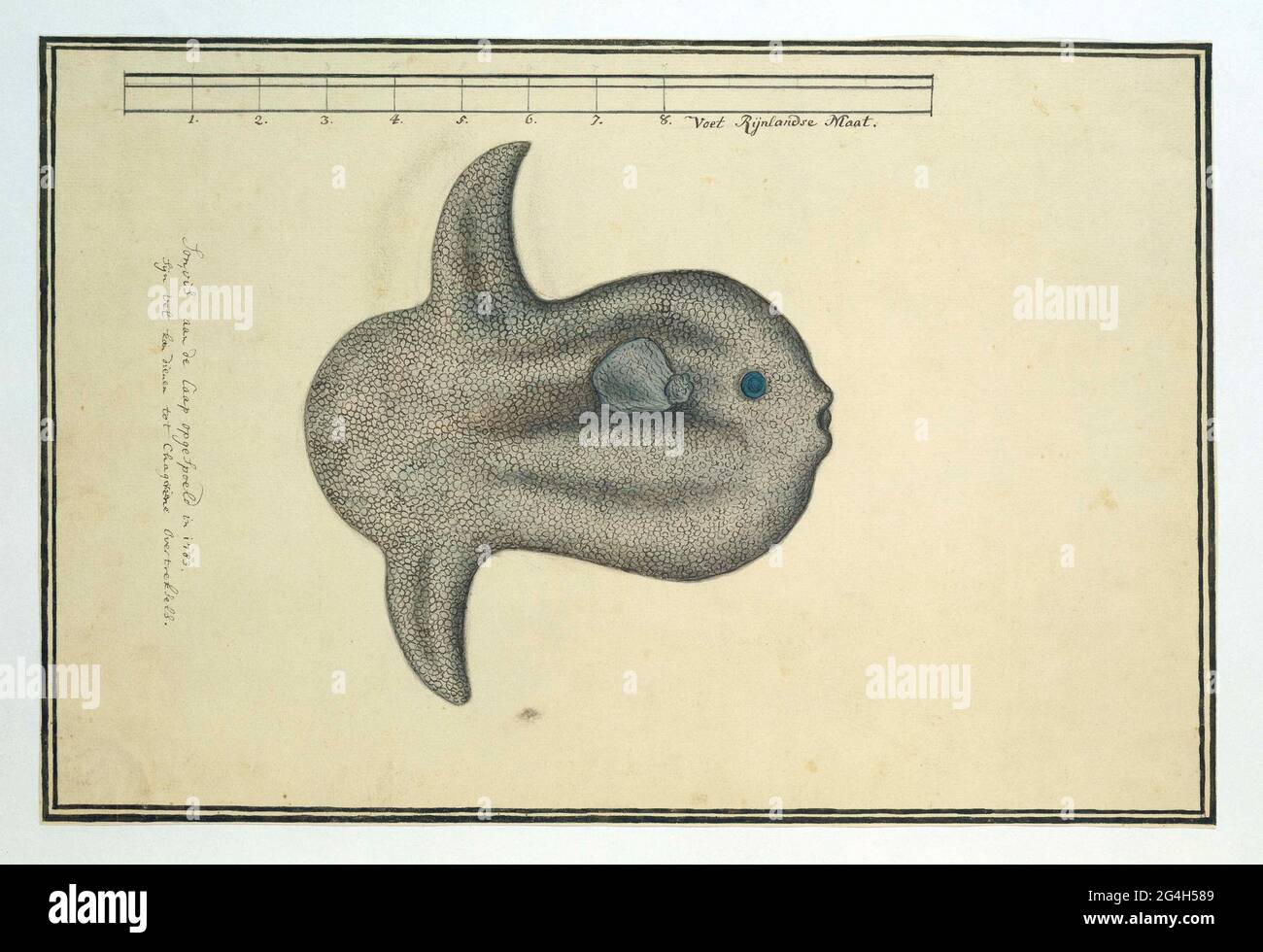 . Sunfish (Mola Mola); With Scale in Rhineland Stock Photo - Alamy